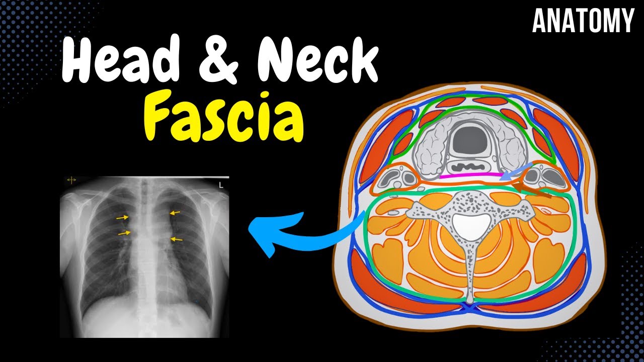 Fascia of the Head and Neck (Groups, Attachment Points, Arrangement ...