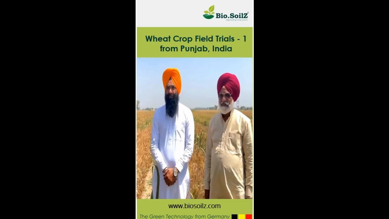 Bio.SoilZ India - Wheat Crop - Field Trial and Farmer Testimonial - YouTube