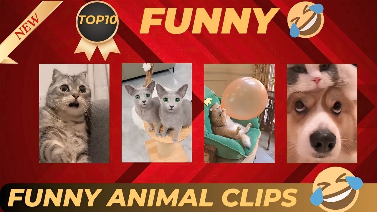 new funny animal videos || viral animal short video 🥰🤣 - YouTube
