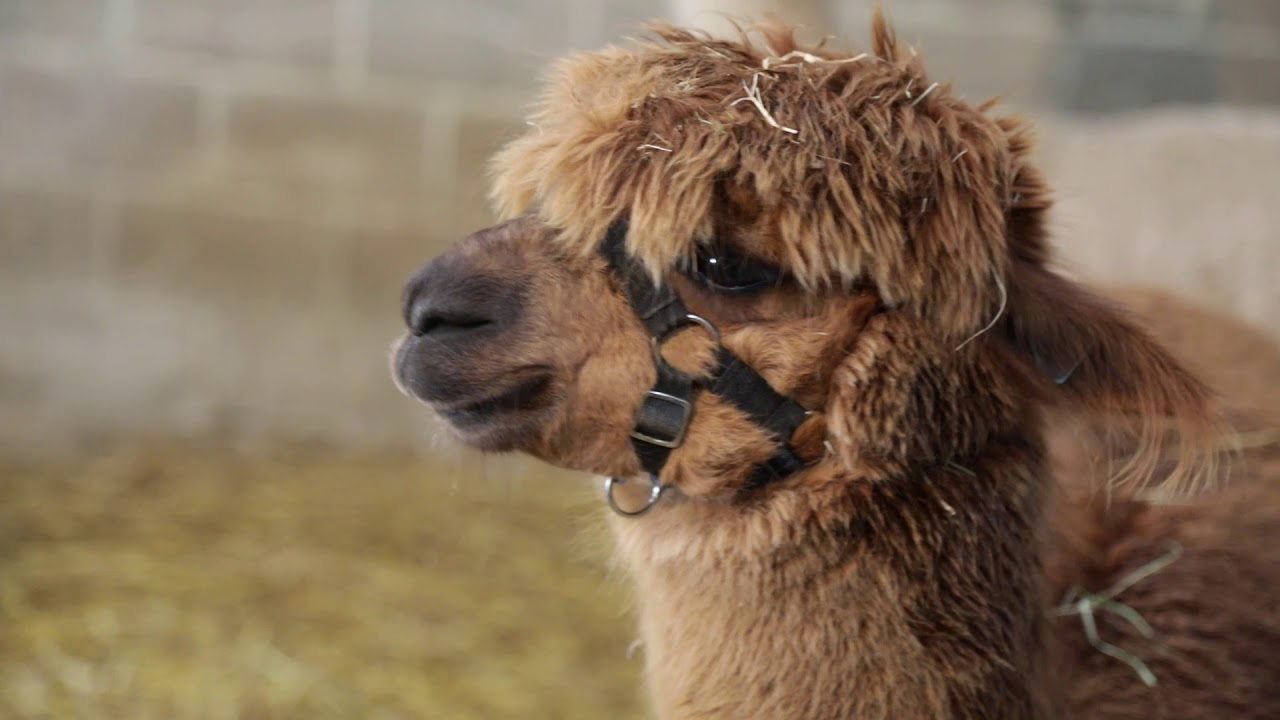 Alpaca walking at Charnwood Forest Alpacas - YouTube