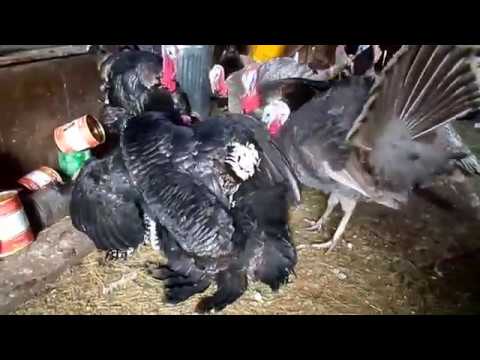 Multiple Turkeys Trying To Mate One Hen! - YouTube