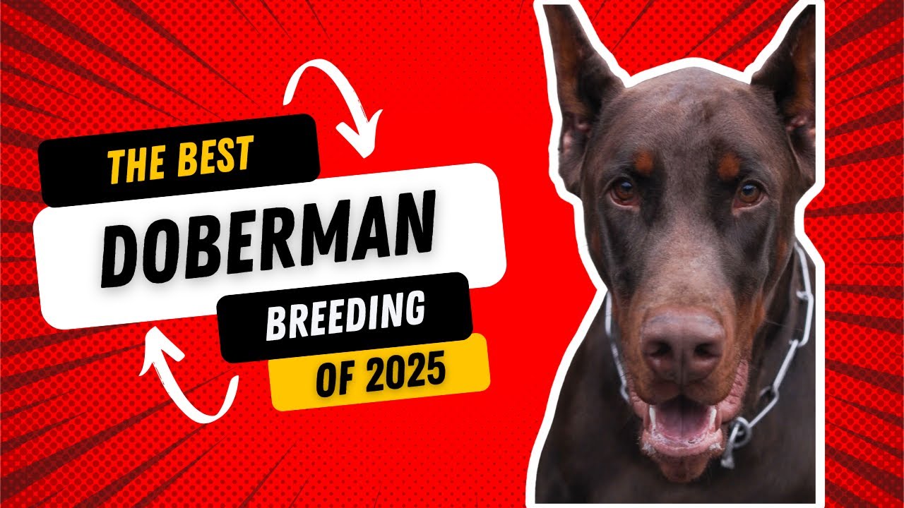 LIVE DOG BREEDING | Heat Cycles & Pregnancy (Explained) - YouTube