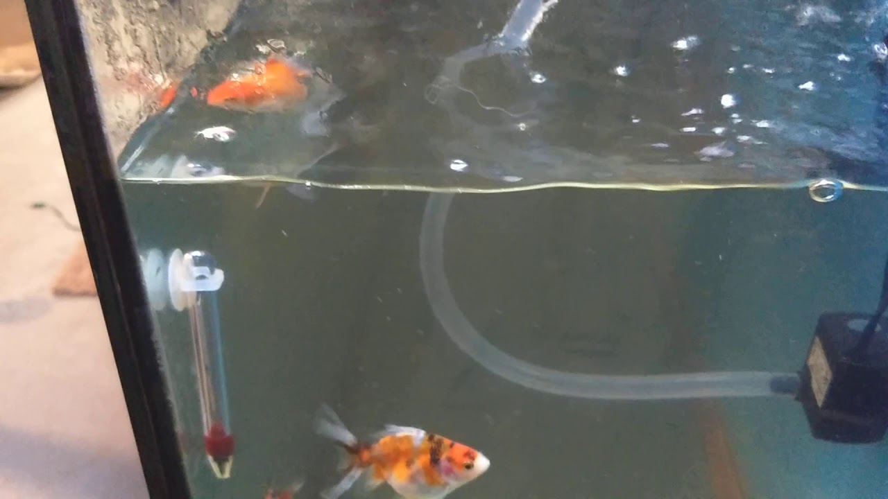Fishes when they might have had nitrite poisoning - YouTube