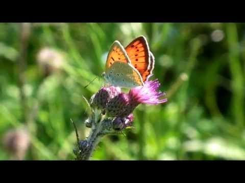 Didysis auksinukas - YouTube
