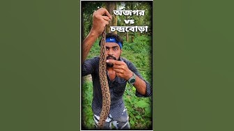অজগর ও চন্দ্রবোড়া সাপের পার্থক্যগুলি জেনে রাখুন | Difference between ...