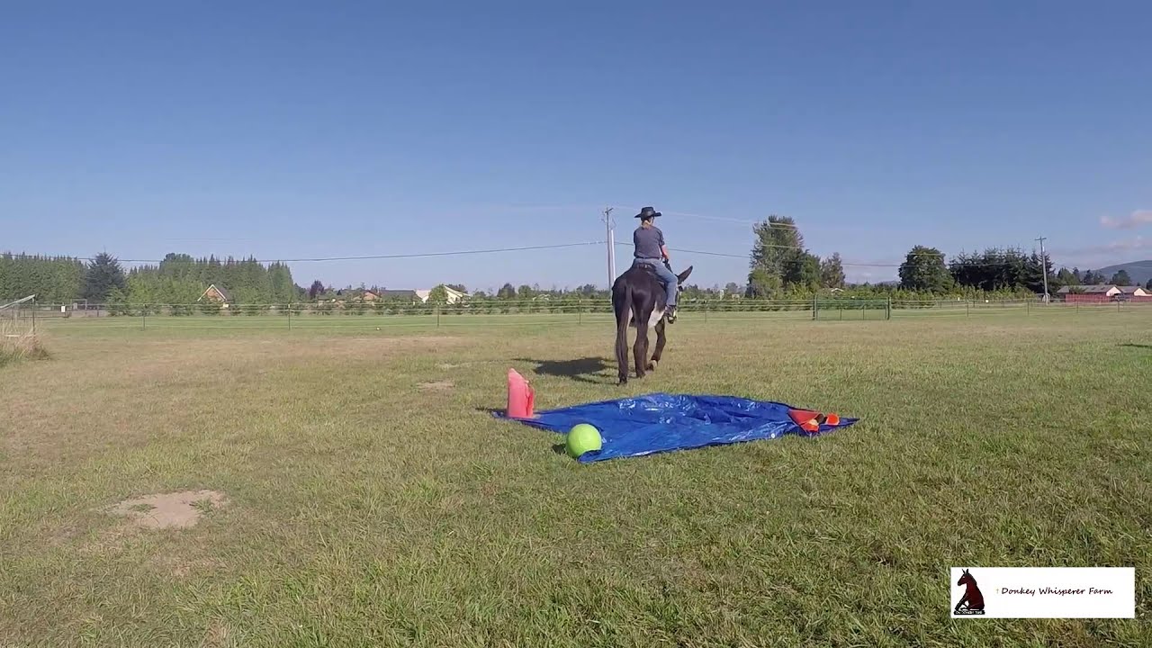 Ride A Mammoth Donkey - YouTube