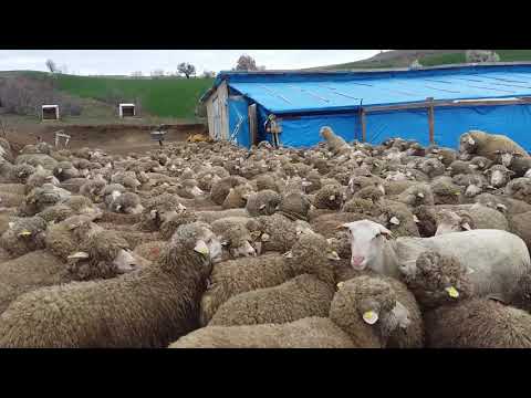 Romanya dan yapılan ithalat ve sonuç ortada