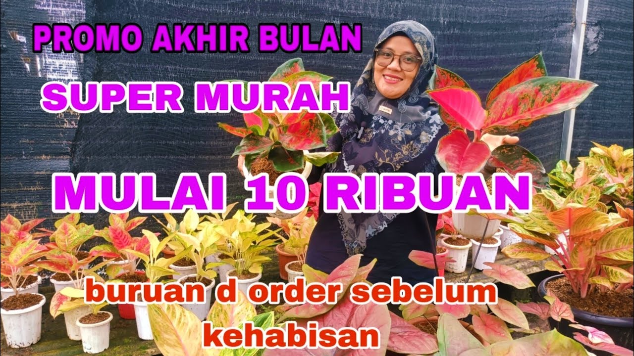 PROMO AKHIR BULAN!!! SUPER MURAH!!! MULAI 10 RIBUAN#tanamanhias - YouTube