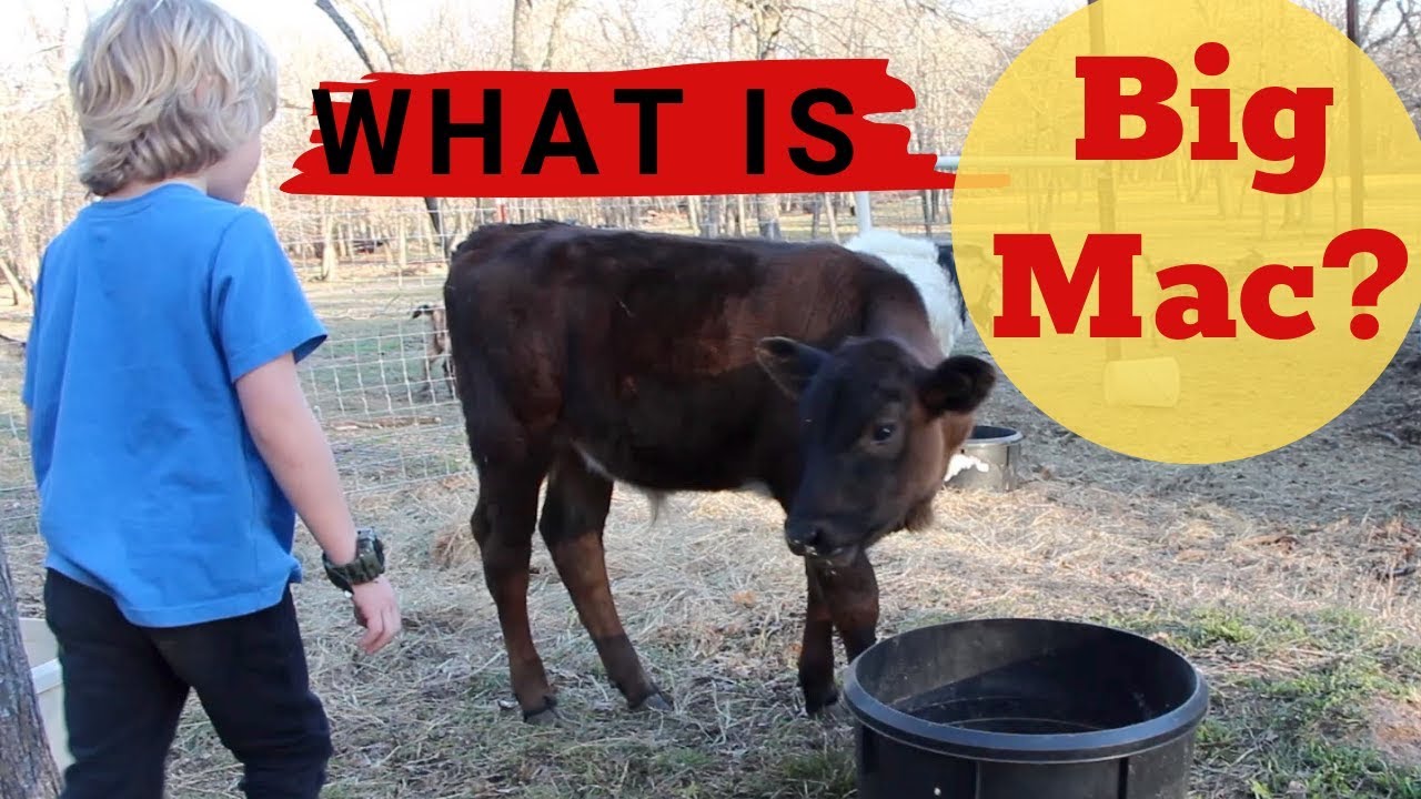 What's Big Mac? Houston Has No Idea! - YouTube