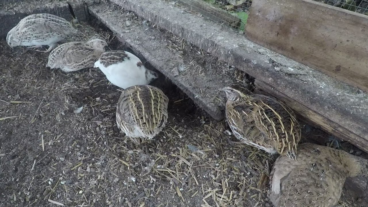 Letting the quail forage - YouTube