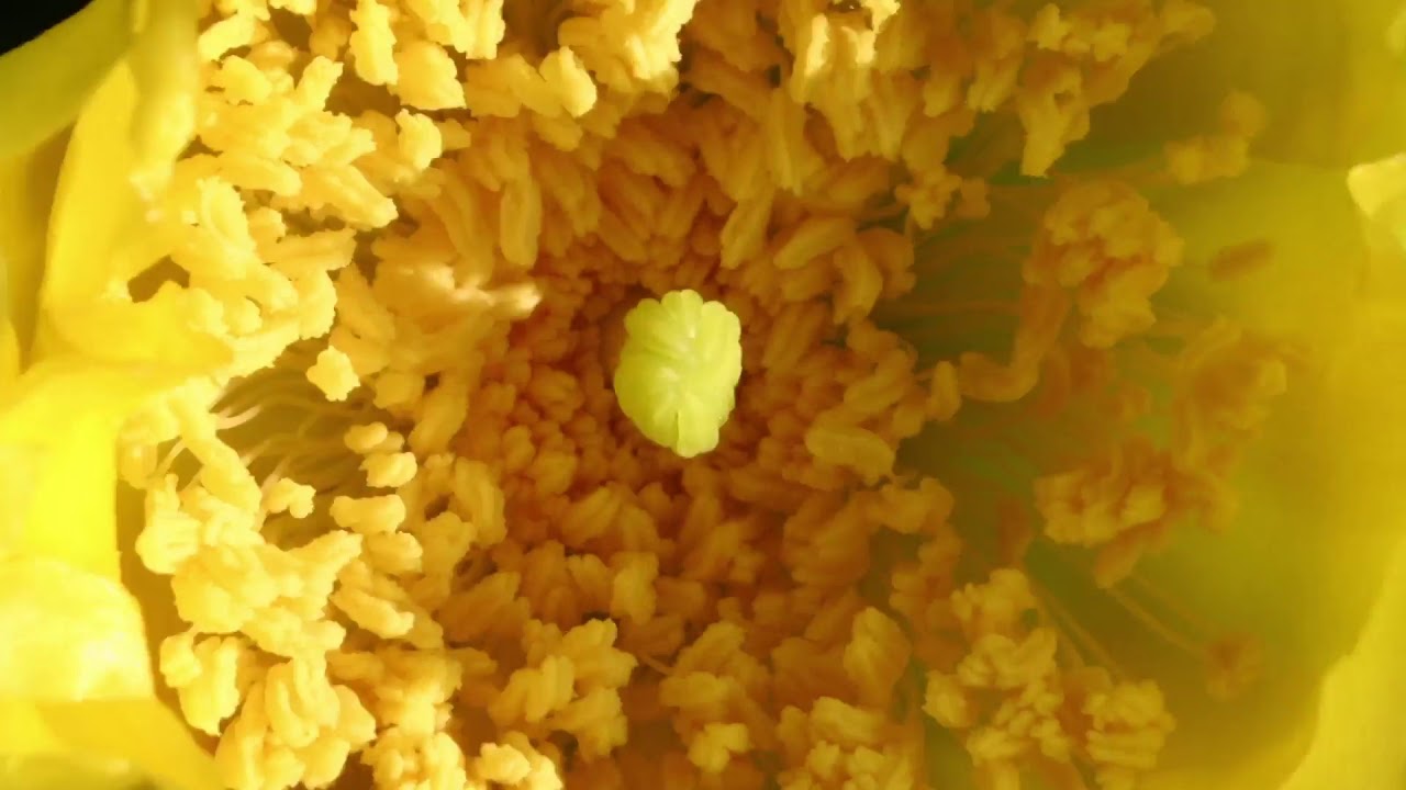 Fertility Technologies Expertise Merck Global - YouTube