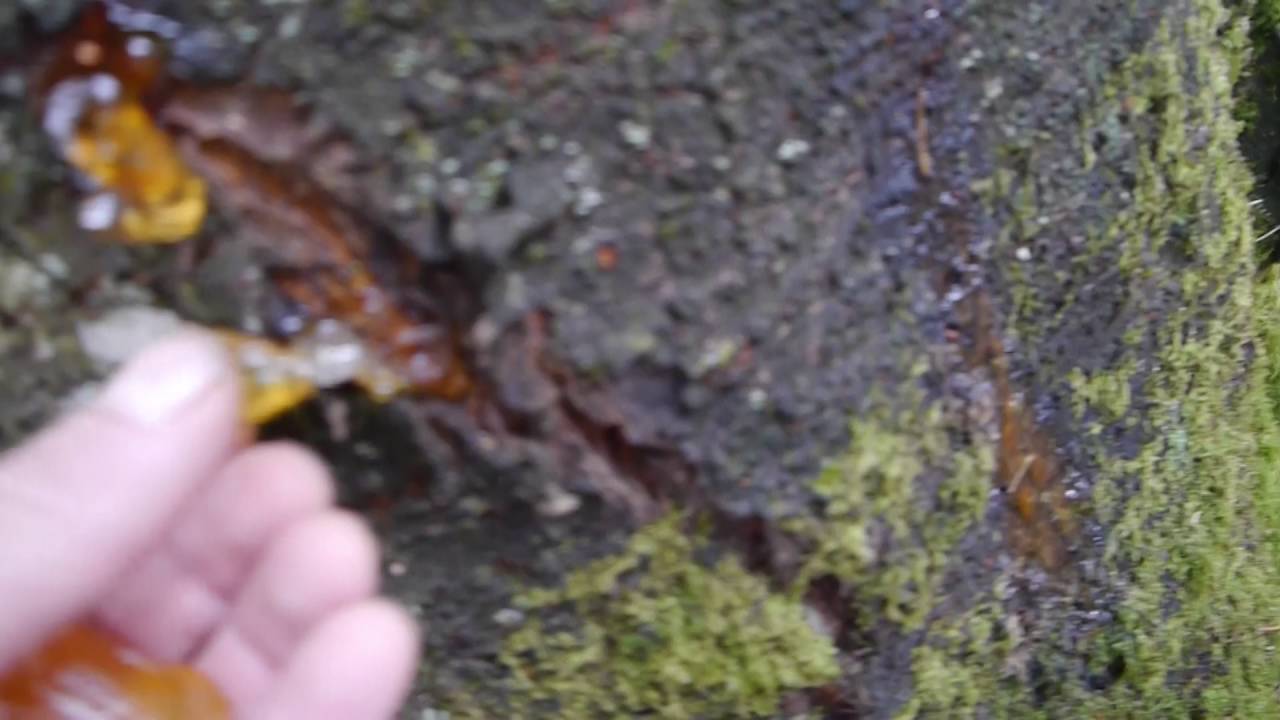 Bleeding Cherry Tree - YouTube
