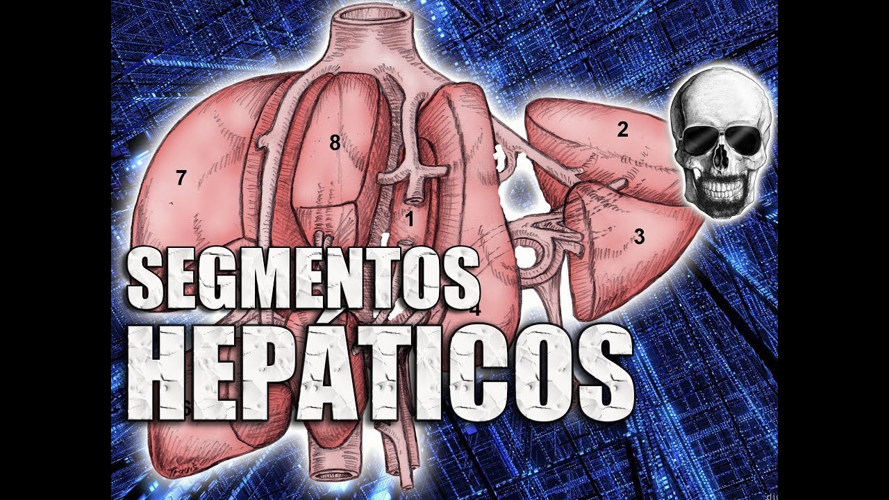 Anatomia Do Figado Humano A Anatomia E As Funções Do Fígado Cena