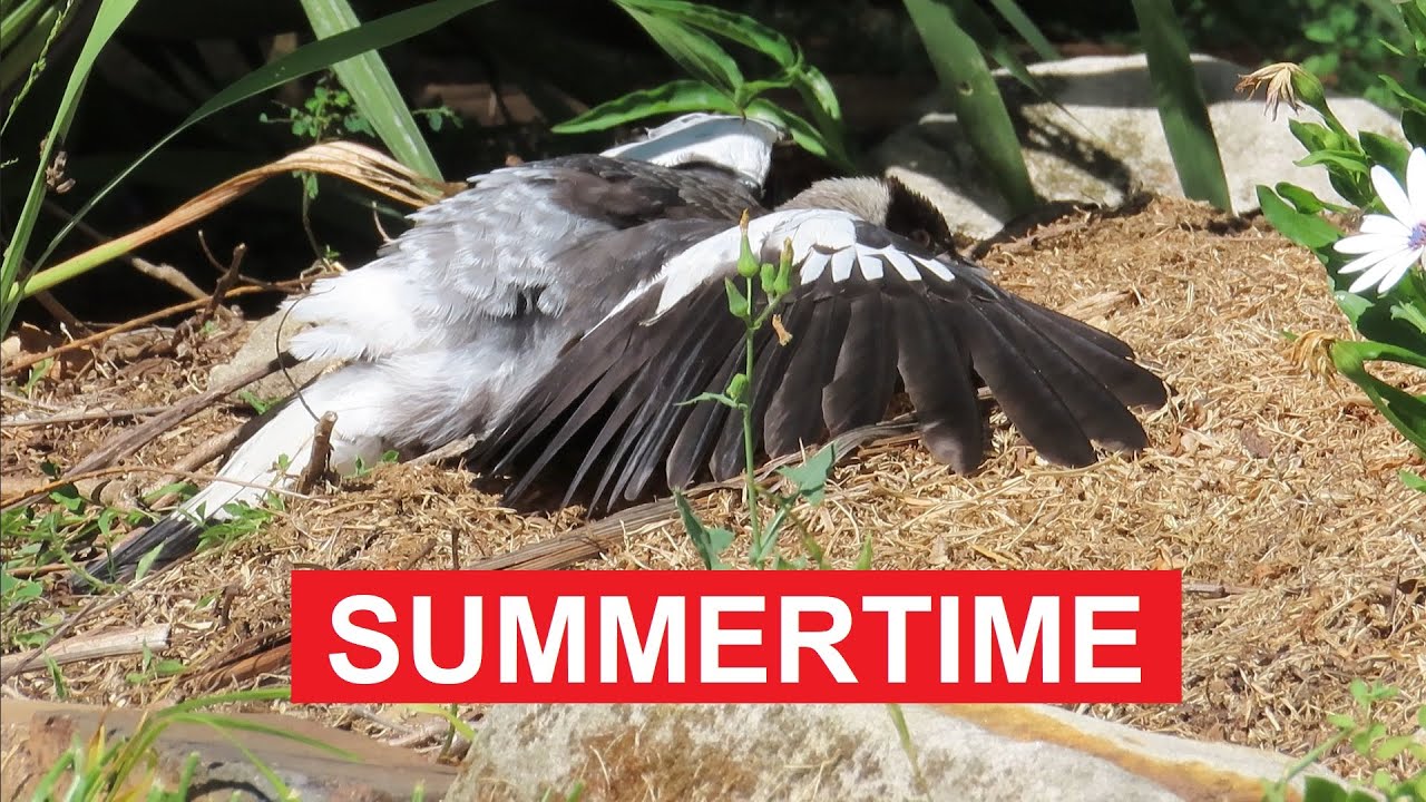 Summer in the Backyard: Resilient Birds in the Heatwave - YouTube