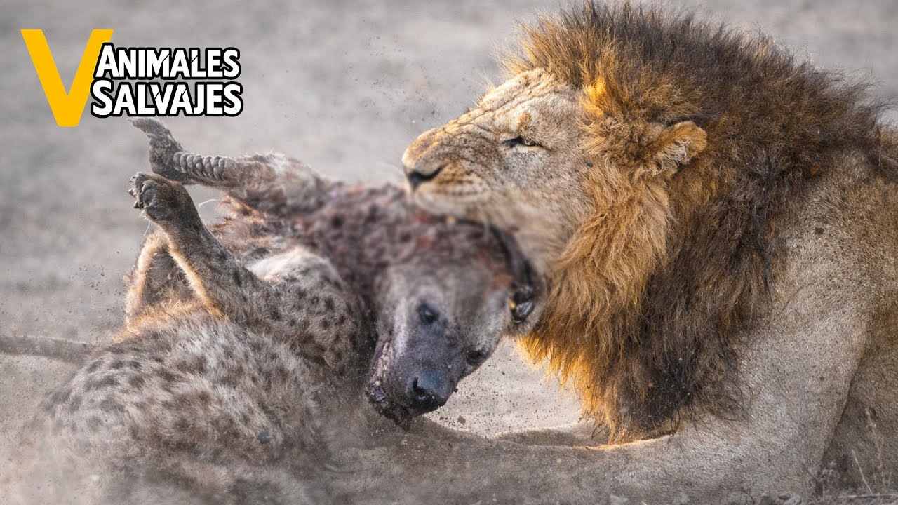 Los Momentos Más Increíbles Jamás Registrados De Ataques De Leones A ...