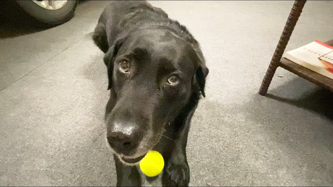 Shadow Playing Around in Maw Maw's Garage - YouTube