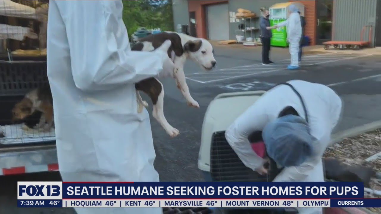 Seattle Humane has 'urgent need' for foster parents following large ...