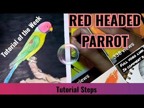 How to draw Step by step parrot drawing 🦜 | Easy parrot drawing 🐤 | Red ...