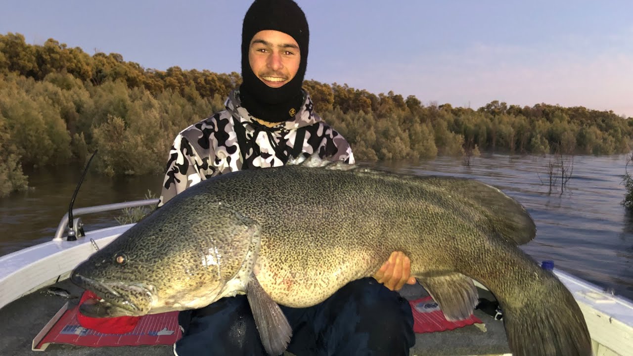 COPETON GIANTS, SWIMBAIT MURRAY COD!! - YouTube