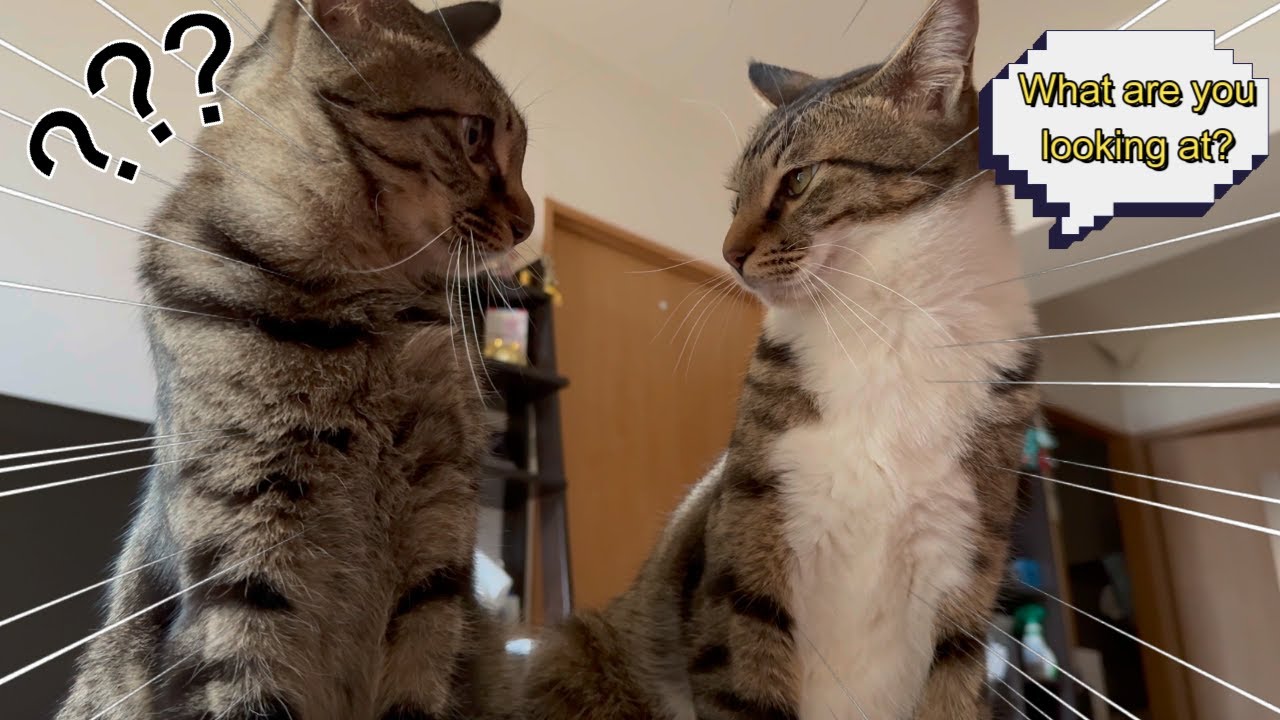Cute stare contest. #funnycats #catlovers #catlife - YouTube