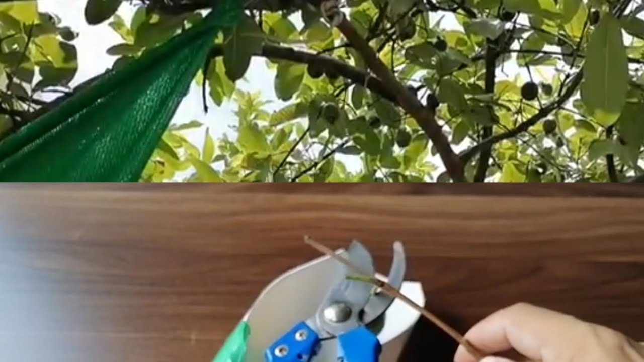 High Tree Fruit Cutter Picker Simple PVC DIY - YouTube