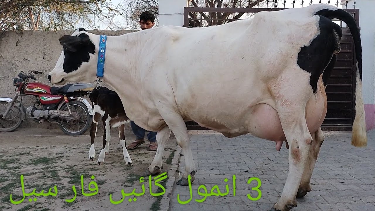 3 Anmol cow for sale 16 August 2023 in the tehsil depalpur district ...