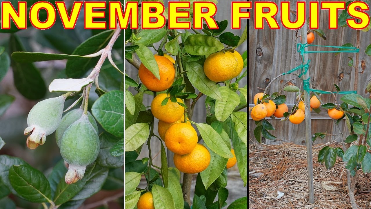 3 Fruit Trees That RIPEN In NOVEMBER To Extend Your Harvests - YouTube