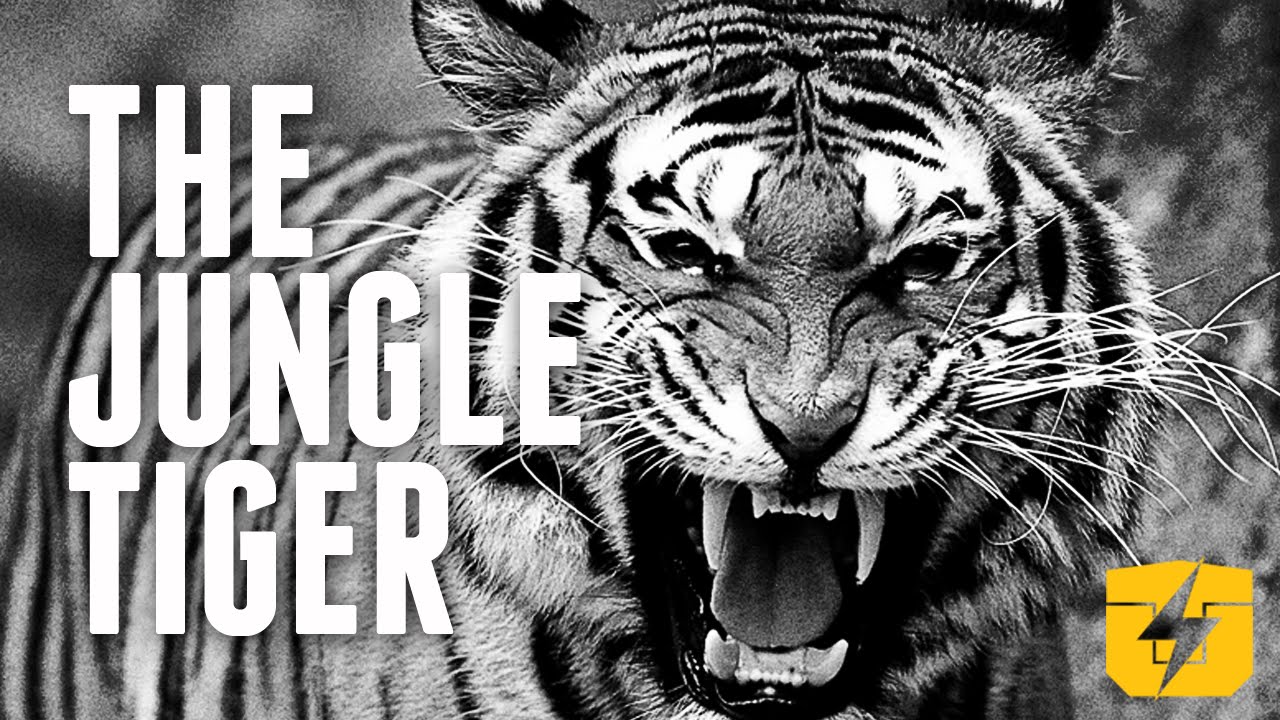 Learning Like a Jungle Tiger - Train Ugly - YouTube