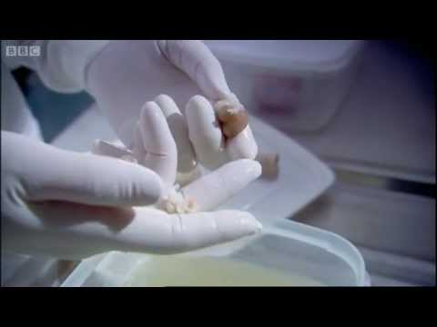 Dissolving a Body - Horizon - BBC - YouTube