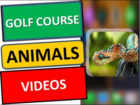 *SNAKE VS HUMAN* / What do you think about this situation? - YouTube