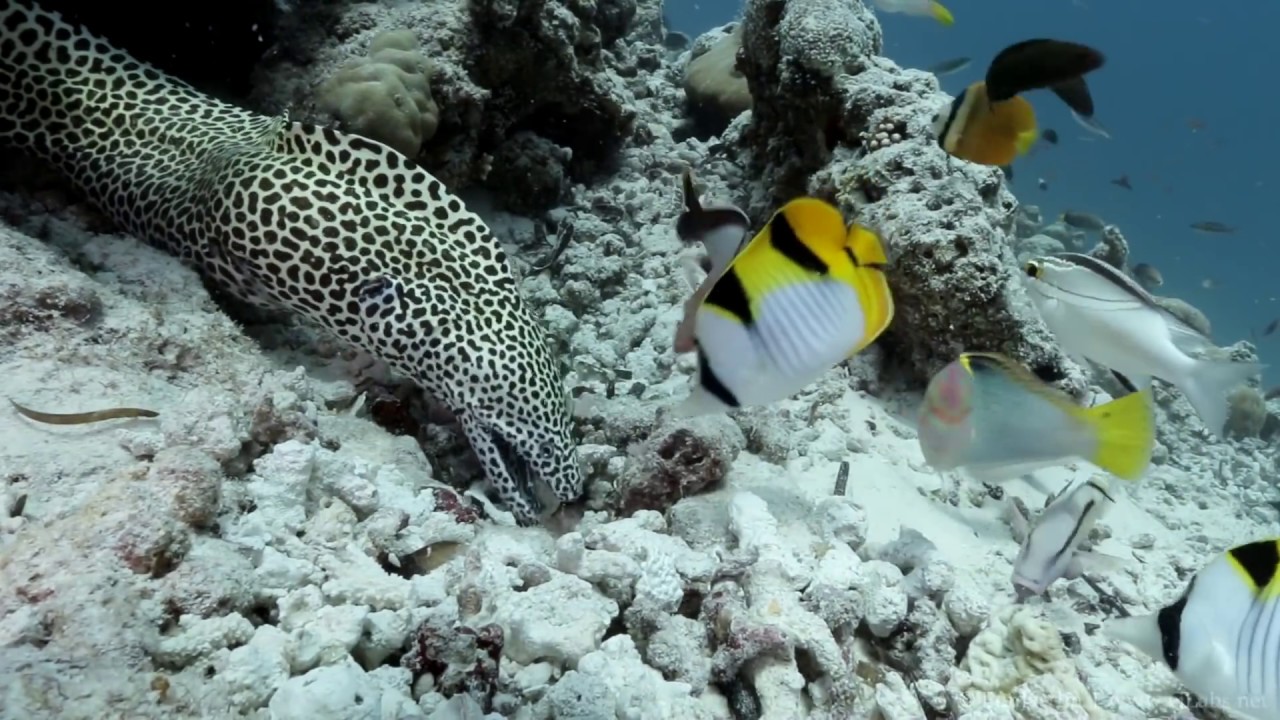 Honeycomb Moray free swimming and hunting - YouTube
