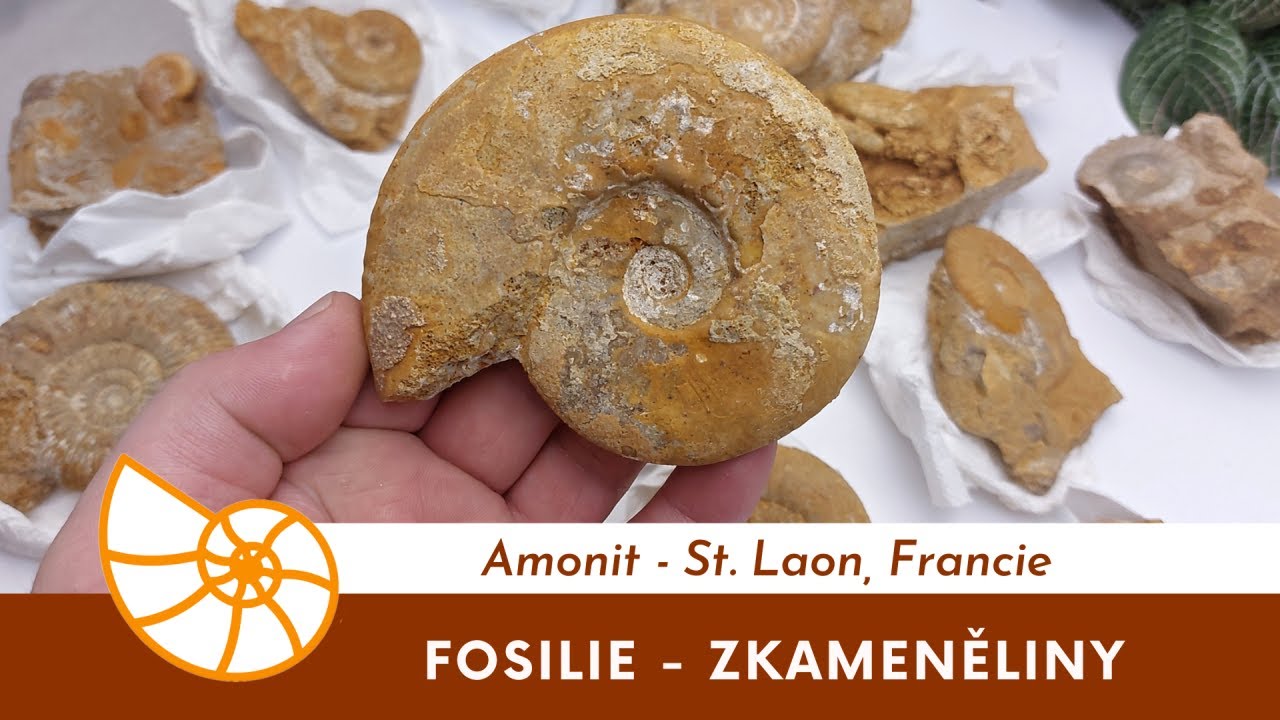 Amoniti - St. Laon, Francie #amonit #ammonites #ammonite #fossils # ...