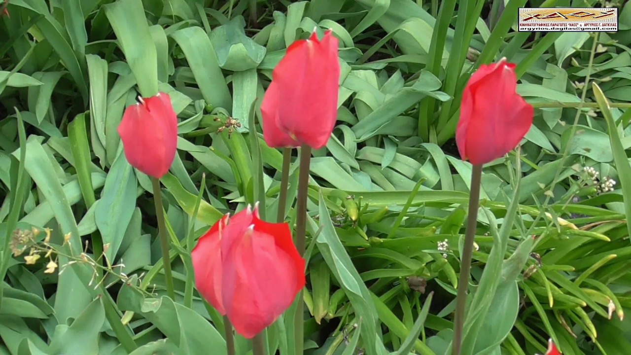 00553. ΤΟΥΛΊΠΑ Η ΕΛΛΗΝΙΚΉ / TULIP THE GREEK - YouTube