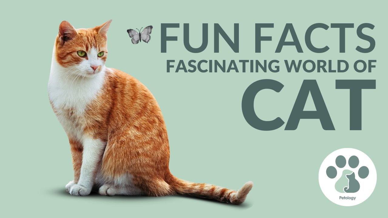 Unleashing the Unique: Exploring the Fascinating World of Cats # ...