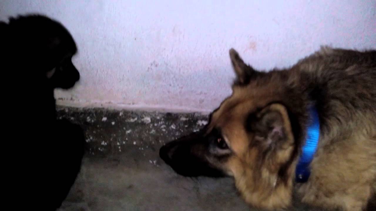 German Shepherd Puppy crazy videos compilation - YouTube