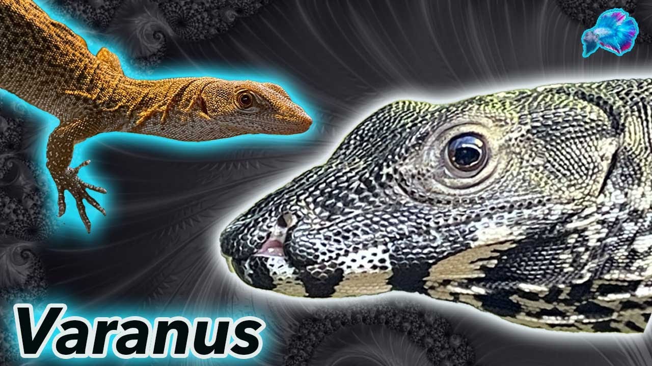 Reptile Room ~ Baby Lizard Update! - YouTube