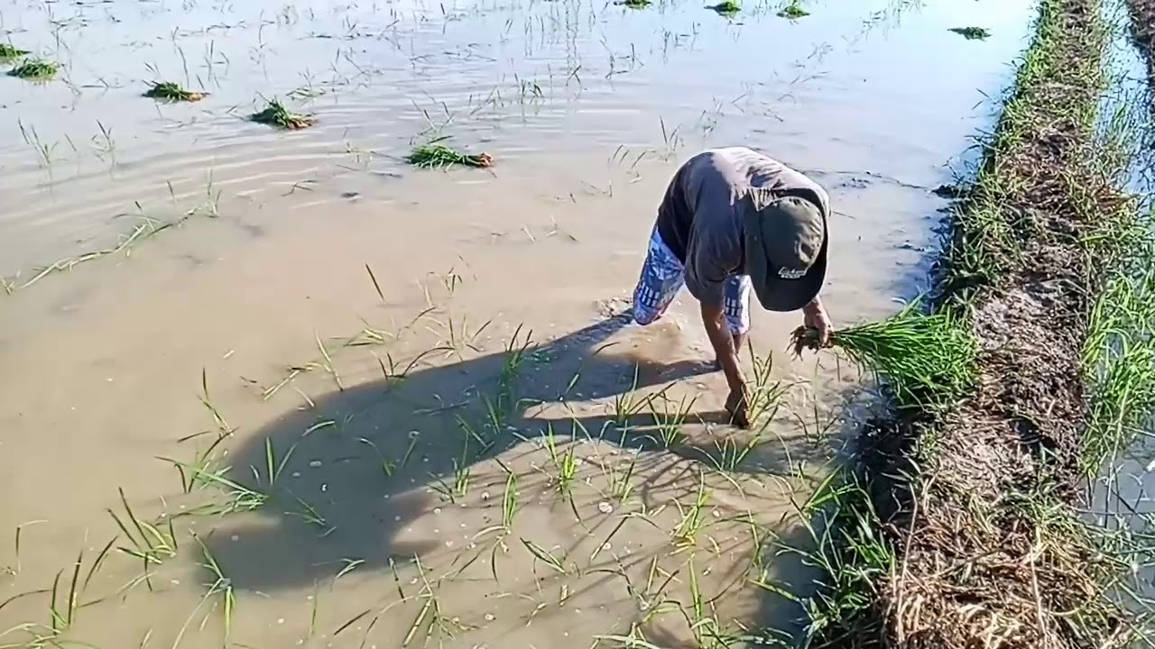 RICE FARMING | Manual Transplanting | Back cracking - YouTube
