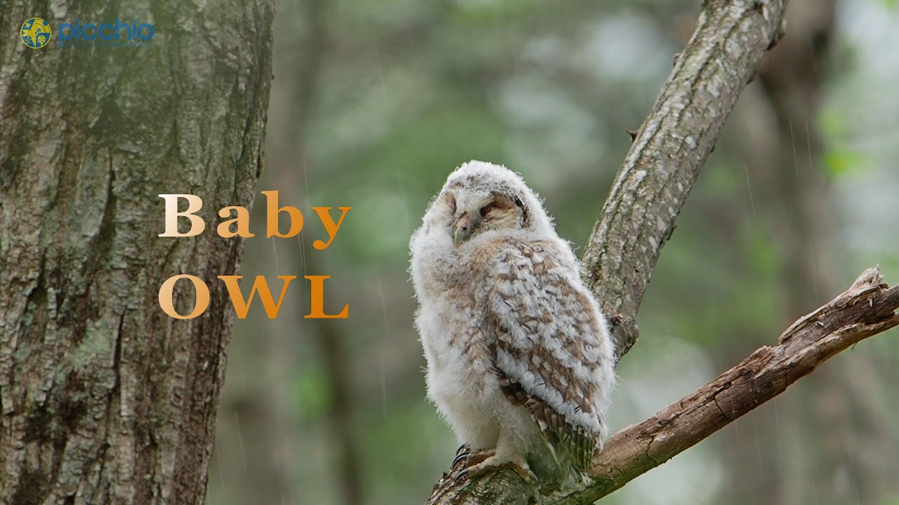 Sleepy Baby Owl | Picchio | ピッキオ軽井沢 - YouTube