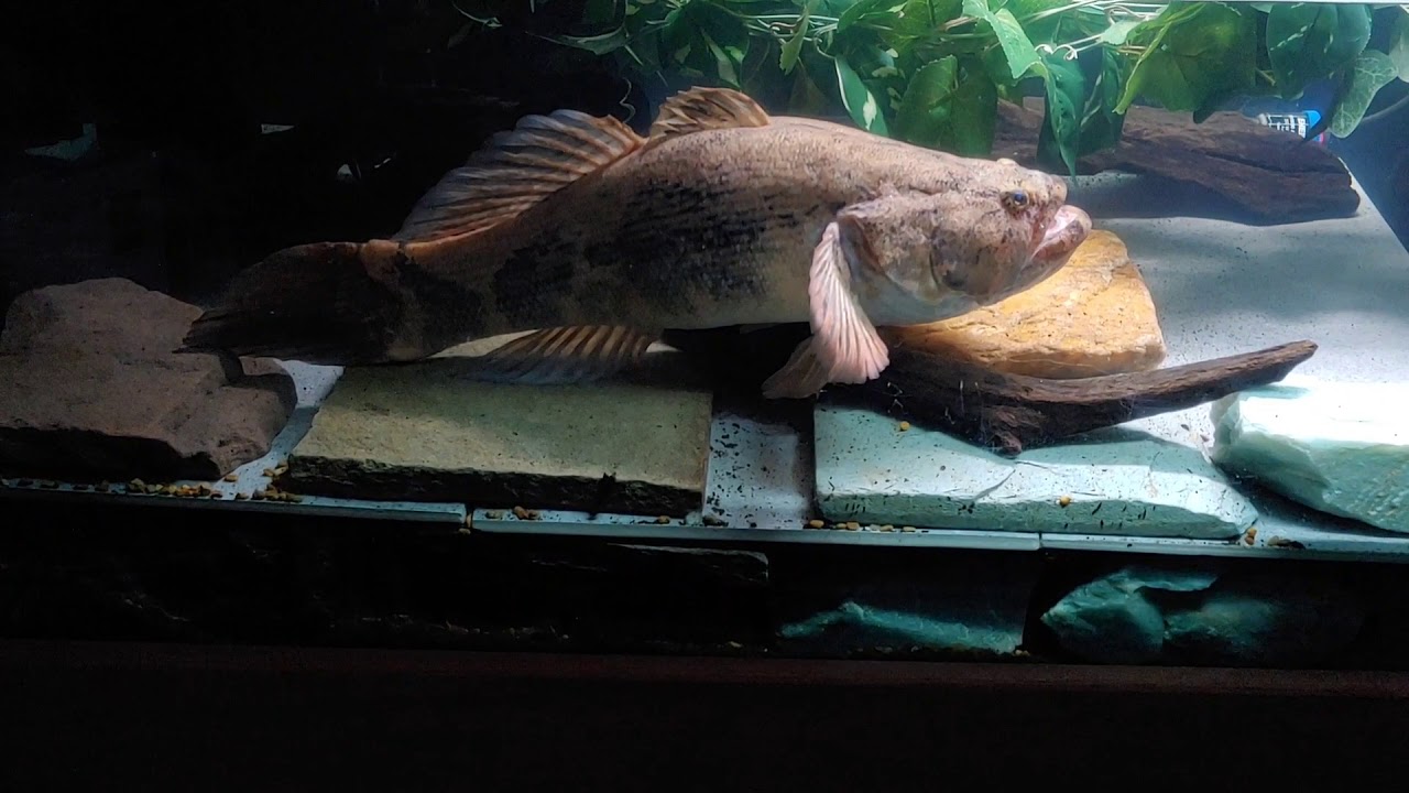 MARBLE GOBY male king of the monster's - YouTube