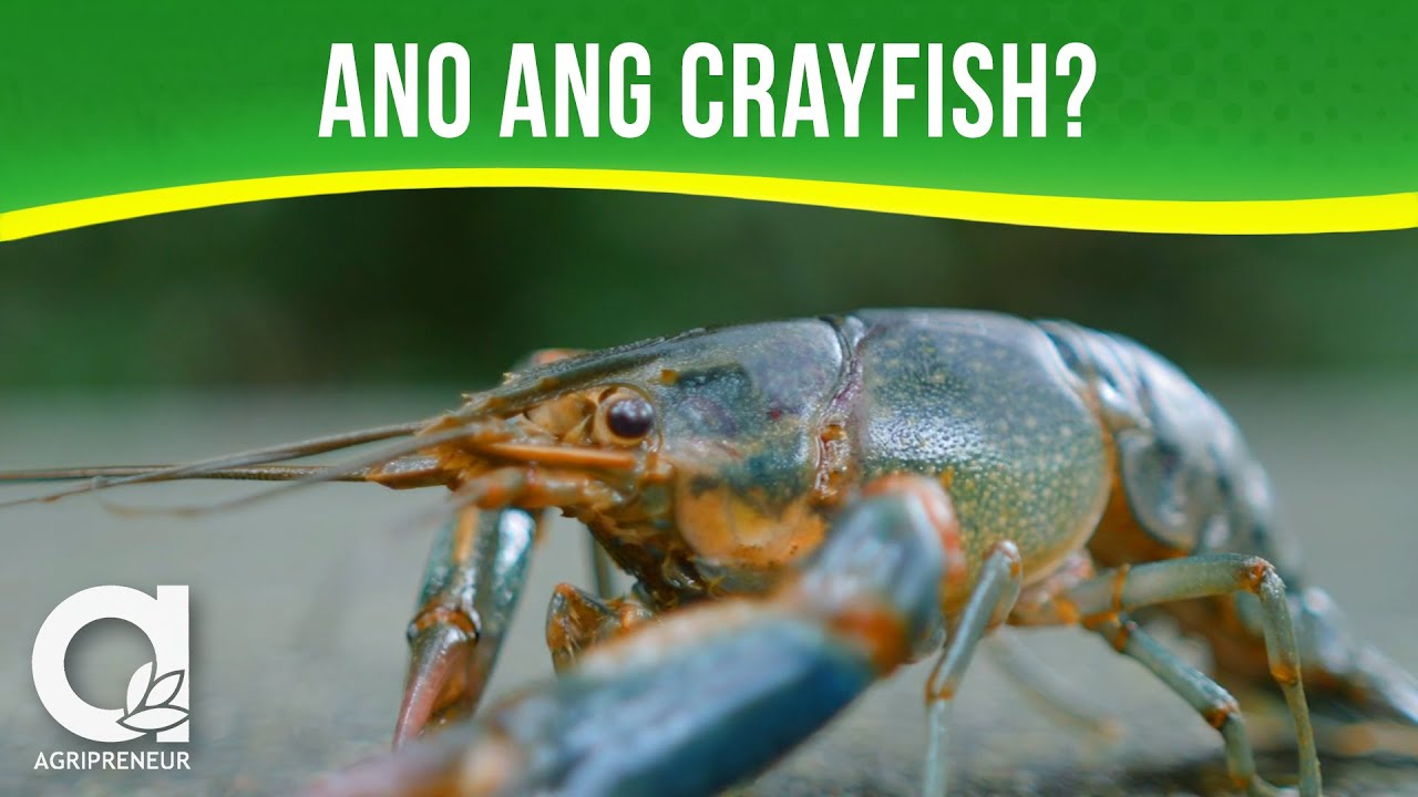 Paano Mag-Alaga ng Crayfish kasama ang Sesep's Farm - YouTube