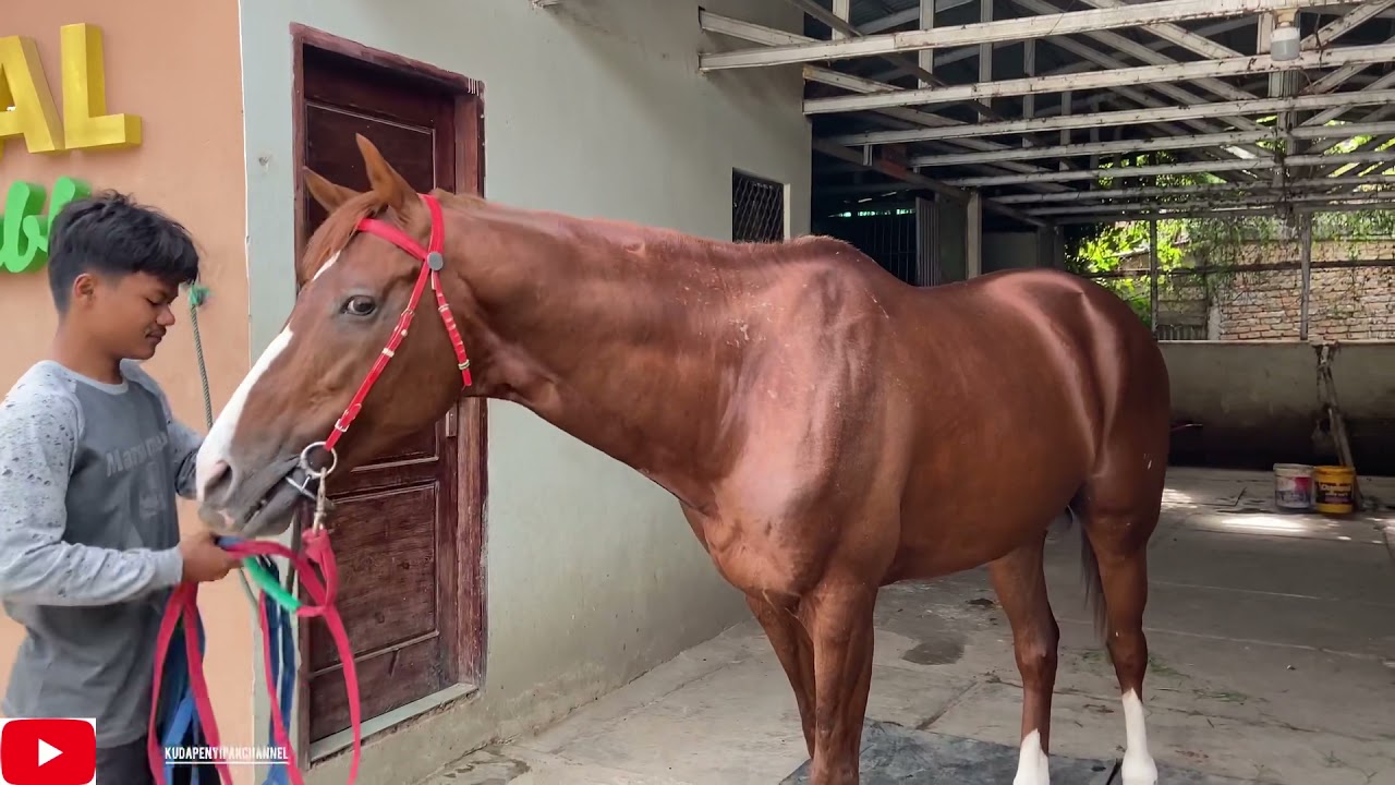 EMERAL STABLE& PROSES PERAWATAN KUDA PACU KAMANG CHROME & SALAH SATU ...
