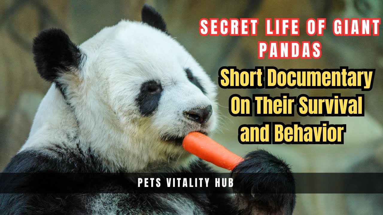 How Pandas Live in the Wild - Inside the Panda's World🐼 || A Look at ...