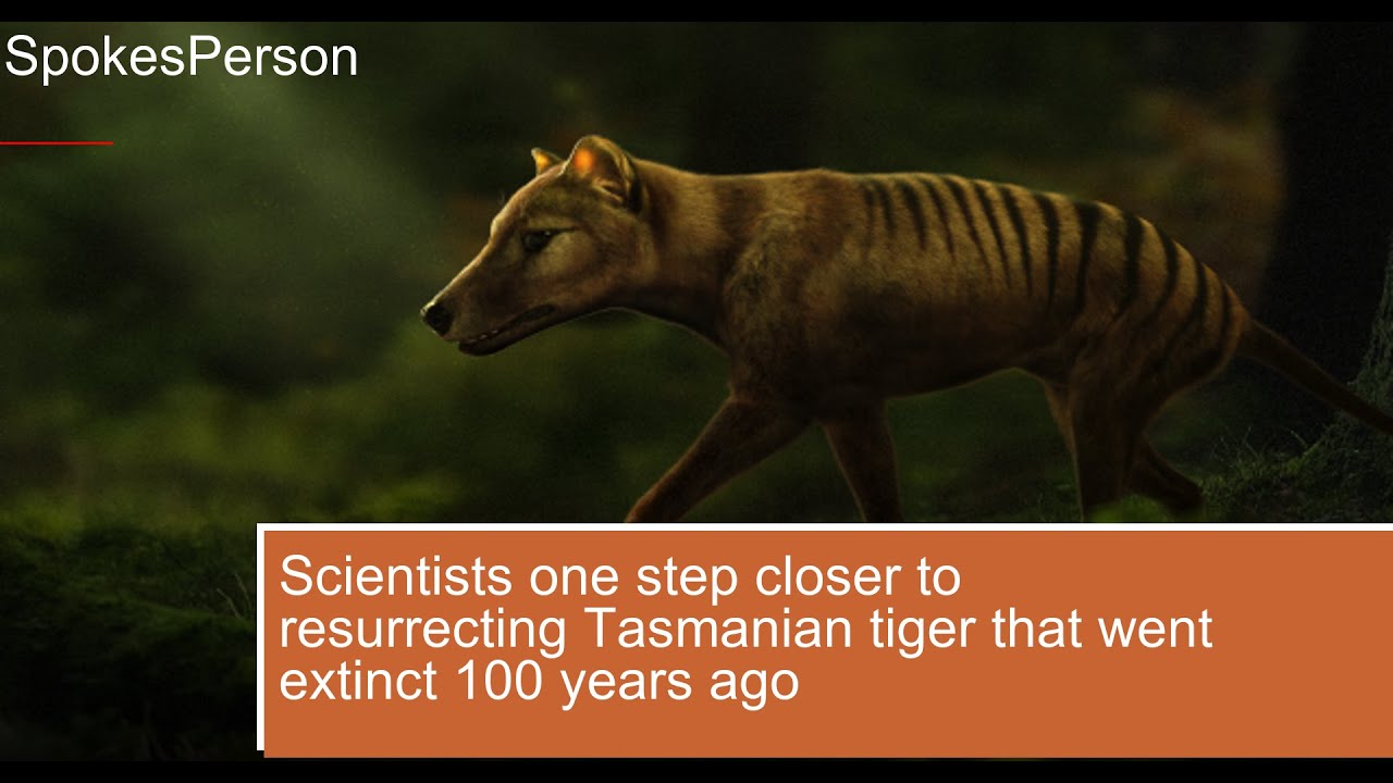 Scientists one step closer to resurrecting Tasmanian tiger that went ...