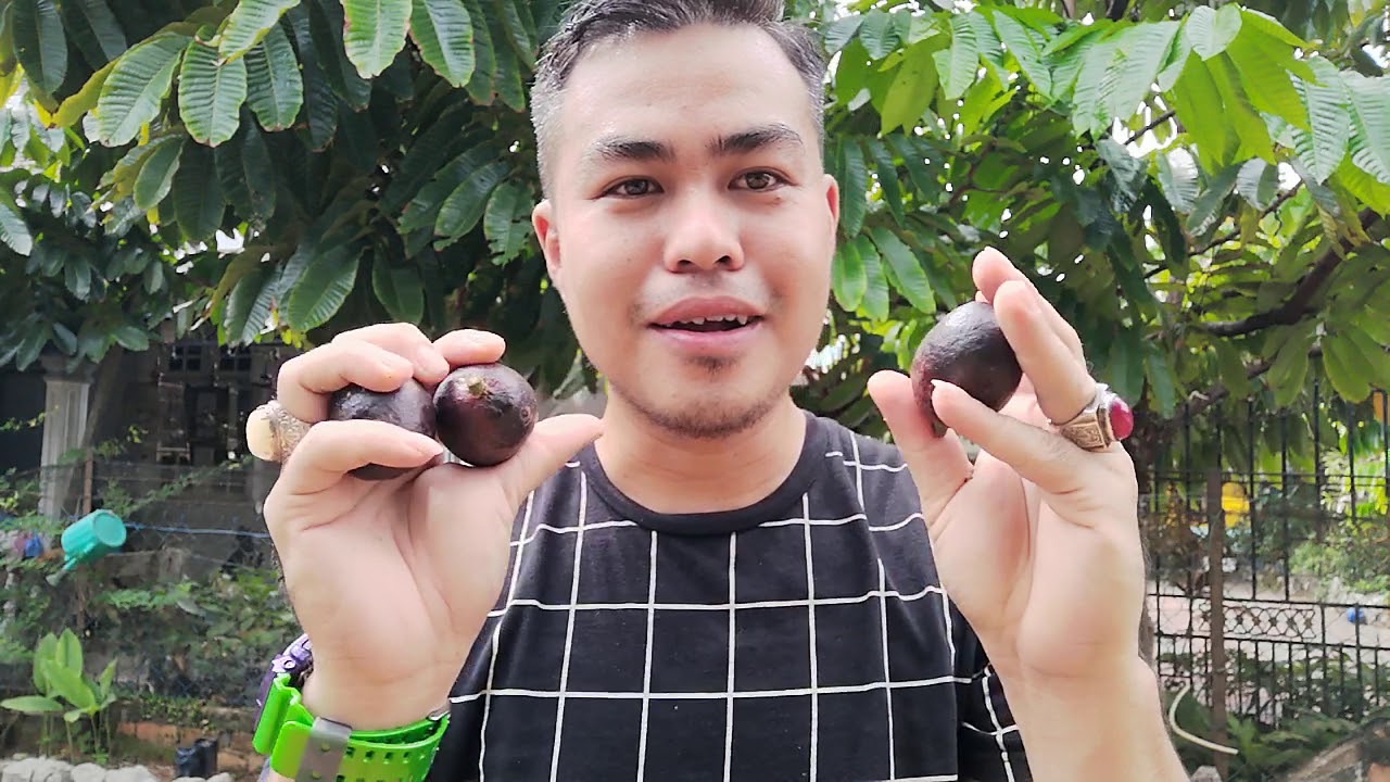 Buah Matoa. Buah 3 Rasa. Durian, Rambutan, Laici - YouTube