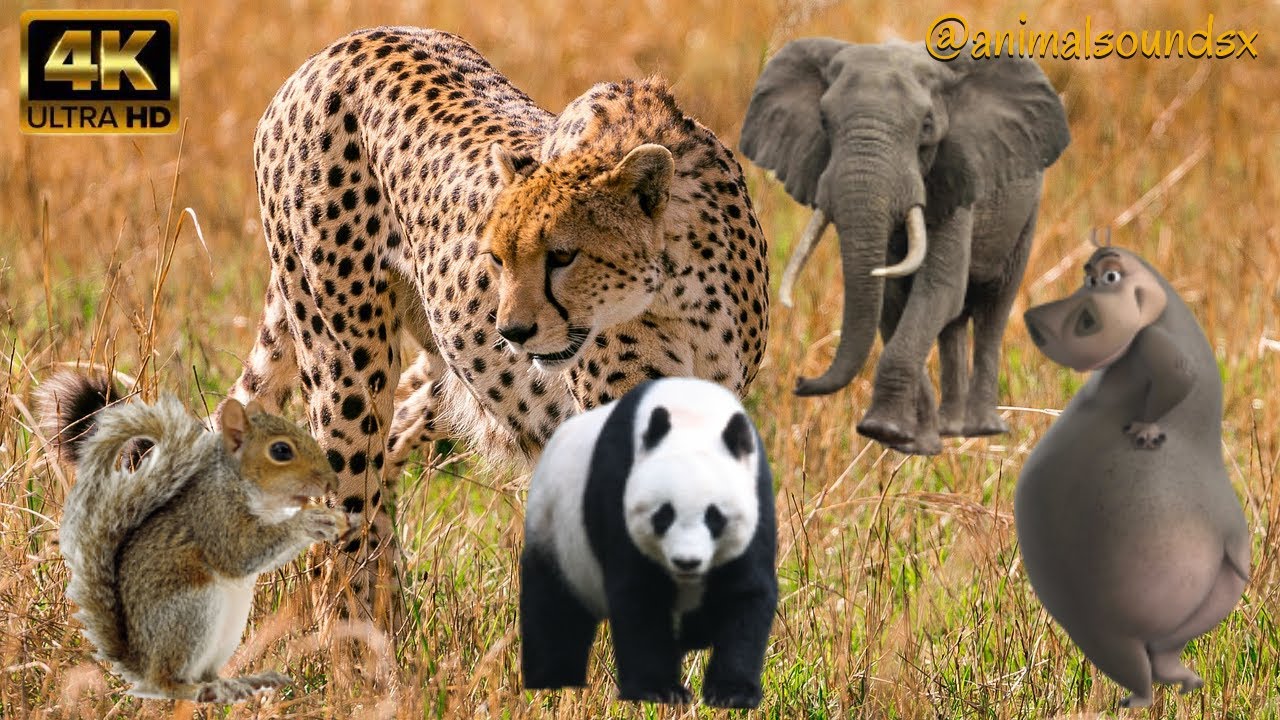The most interesting animals: cheetah, panda, elephant, koala, bear ...