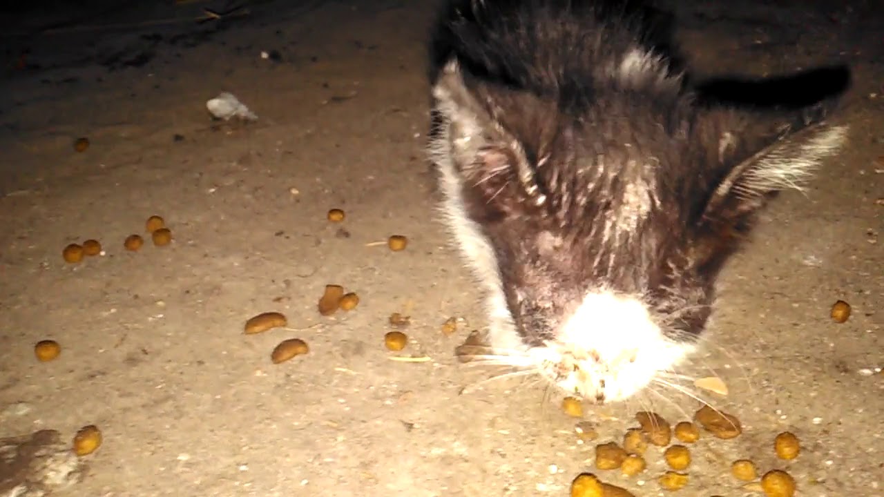 Feral kitten in the garbage dump (8). - YouTube