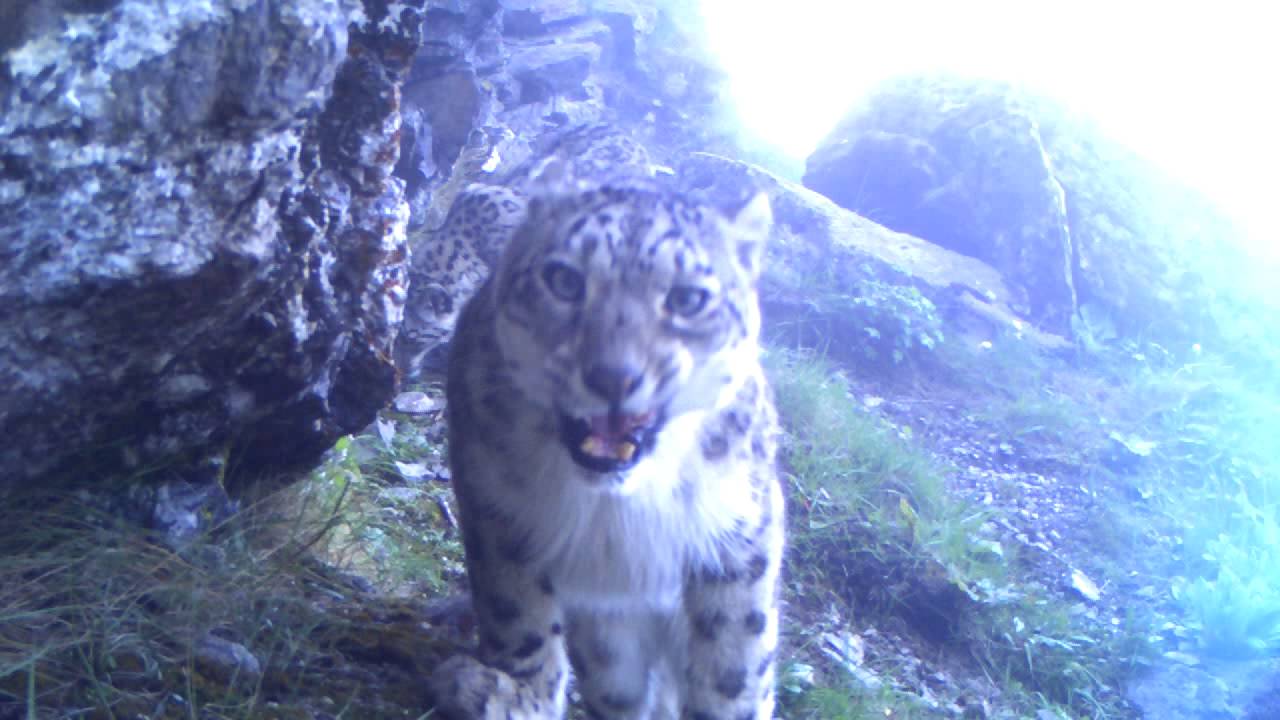 A stunning snow leopard mother with her two cubs in the Himalayas - YouTube