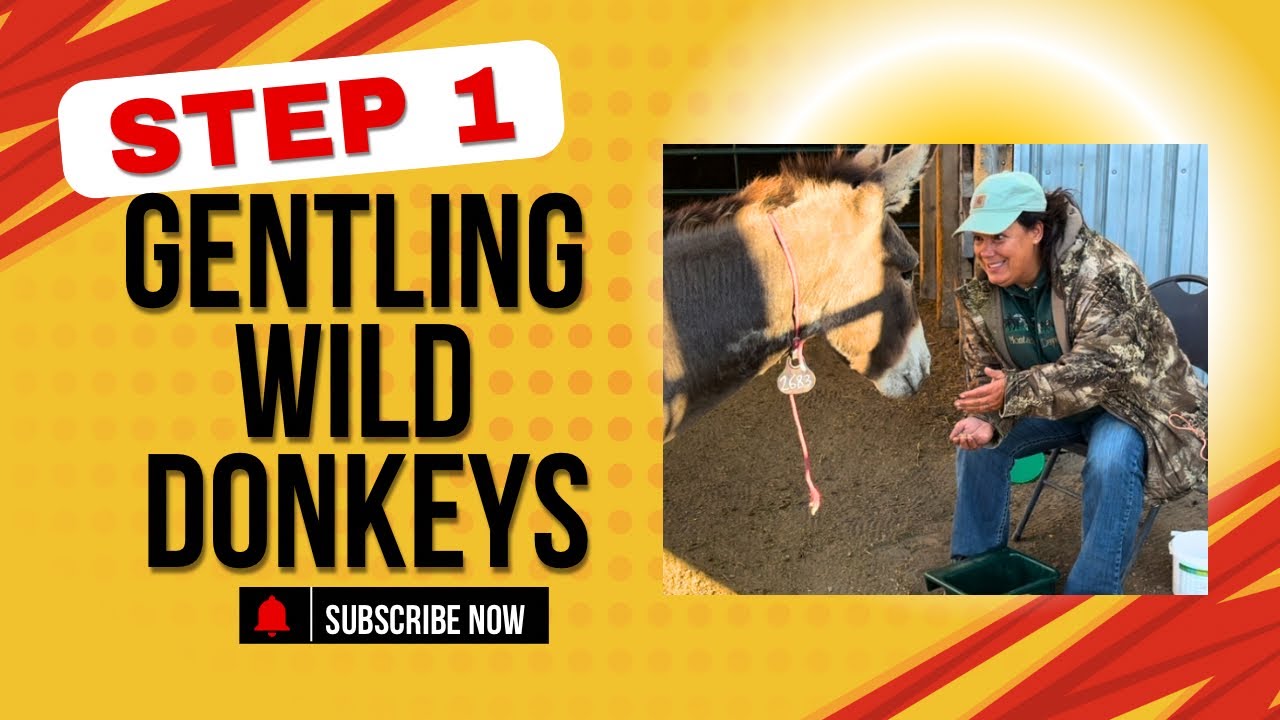 Creating a Connection with Your Wild Donkey | Taming the Wild - YouTube