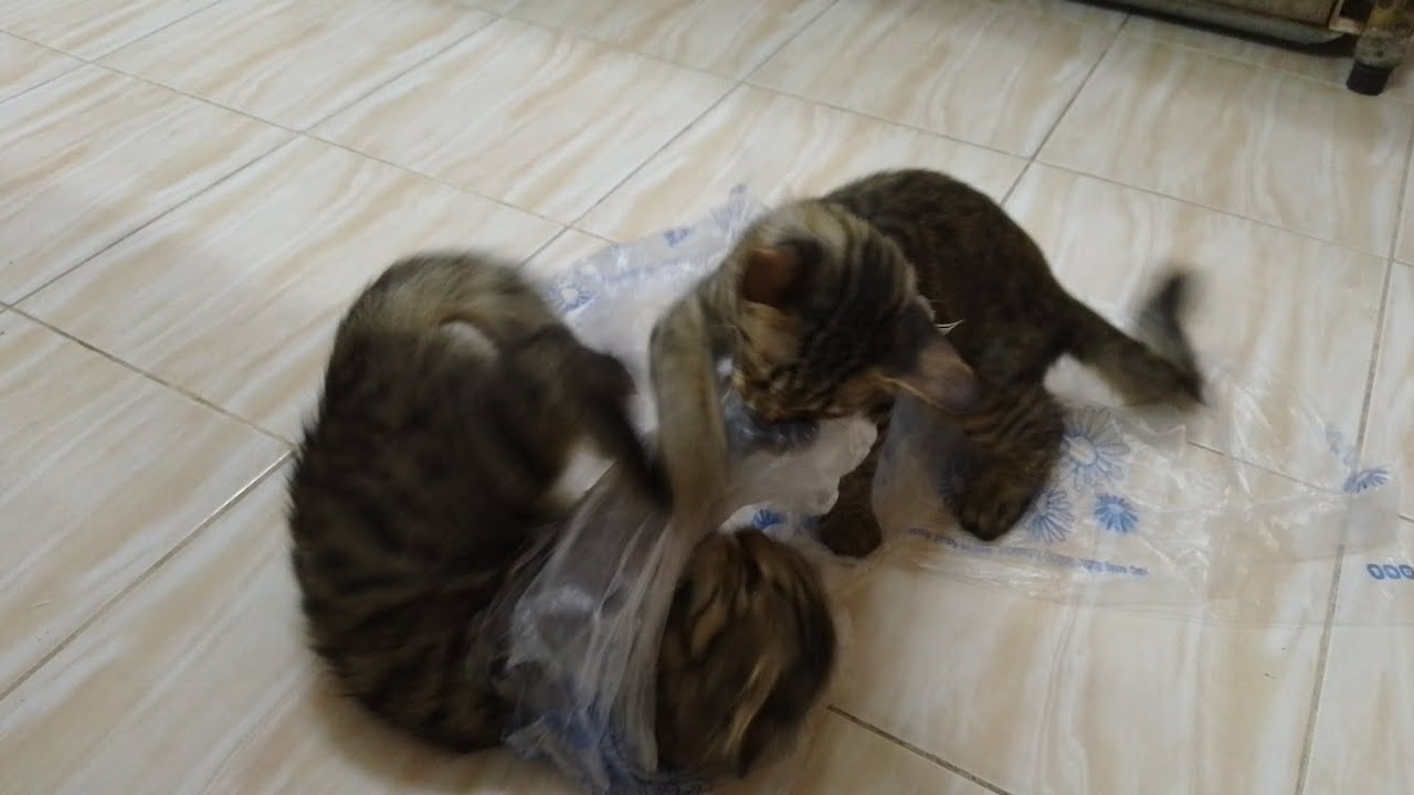 🟠Plastic Paper (Sufra)Challenge Turned To Fighting 🤣🤣🤣 - YouTube