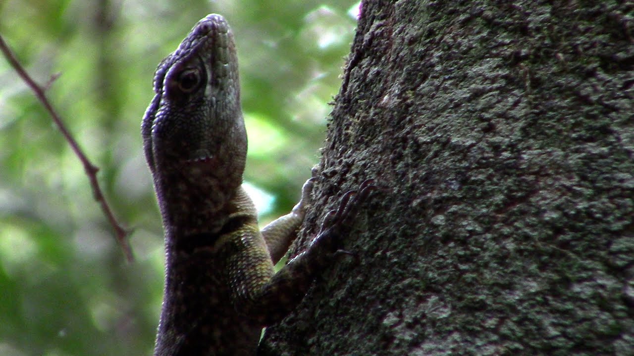 Teju - Tropidurus torquatus - Lagarto trepador oriental - Camaleón de ...